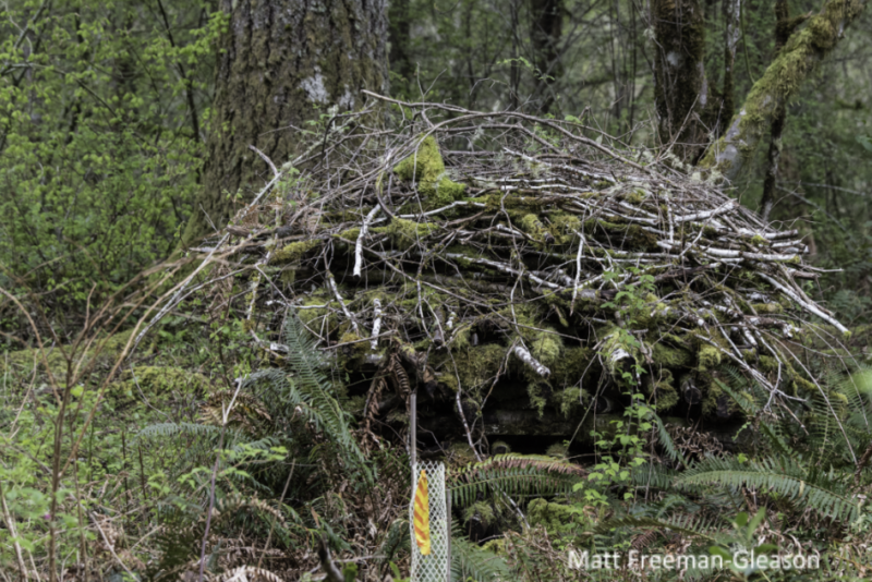 Keeping Dead Wood and Creating Wildlife Habitat Piles: Some Guidance ... Keeping Dead Wood and Creating Wildlife Habitat Piles: Some Guidance ...
