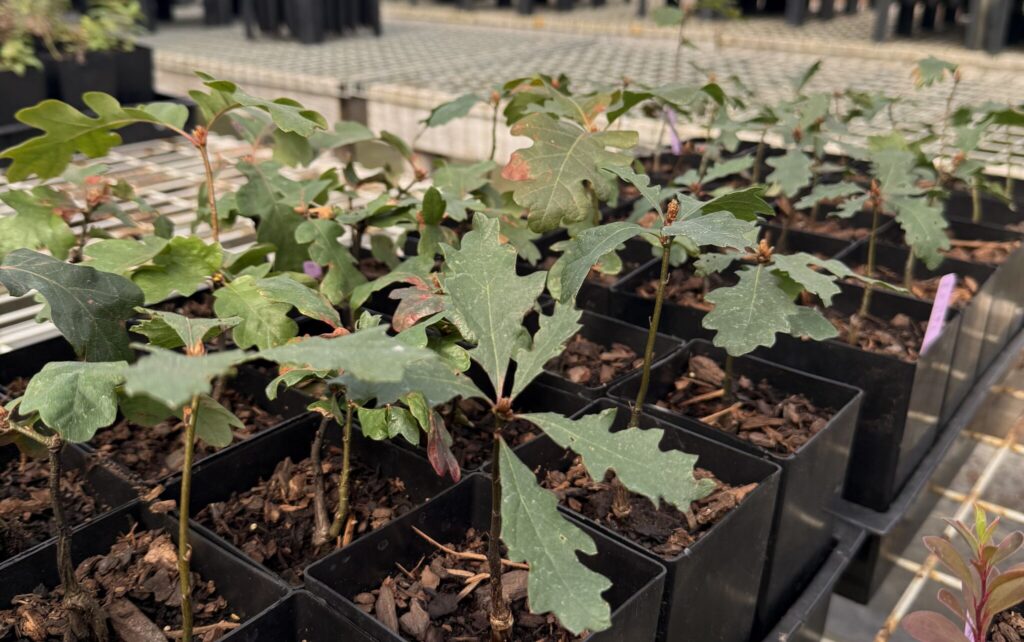 Winter & Spring 2026 Washington and Oregon Native Plant Sales ...