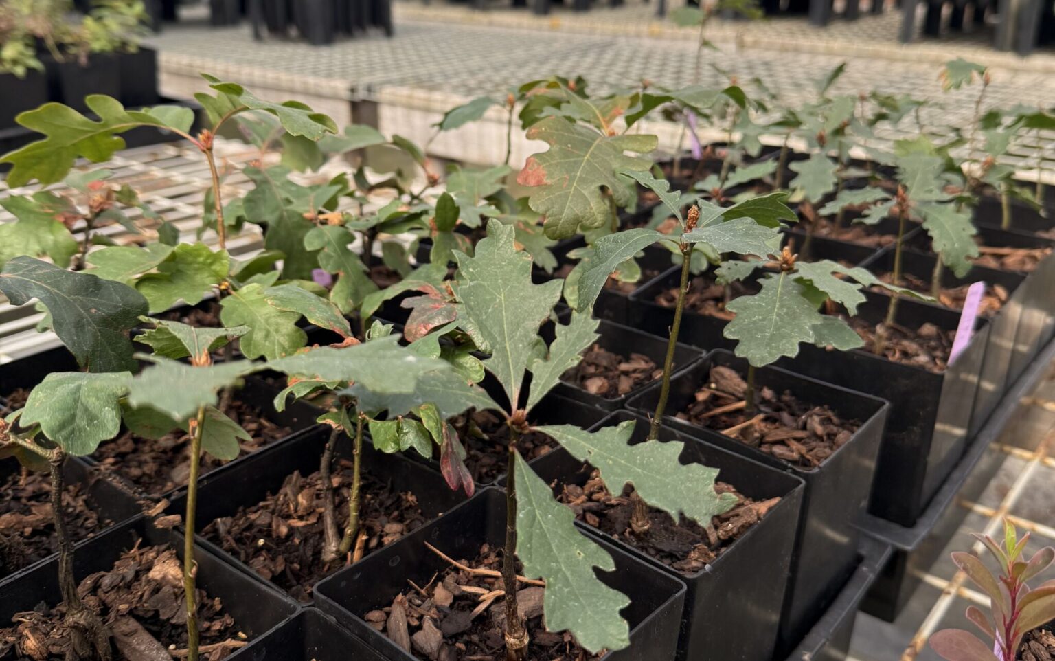 Winter & Spring 2026 Washington and Oregon Native Plant Sales ...