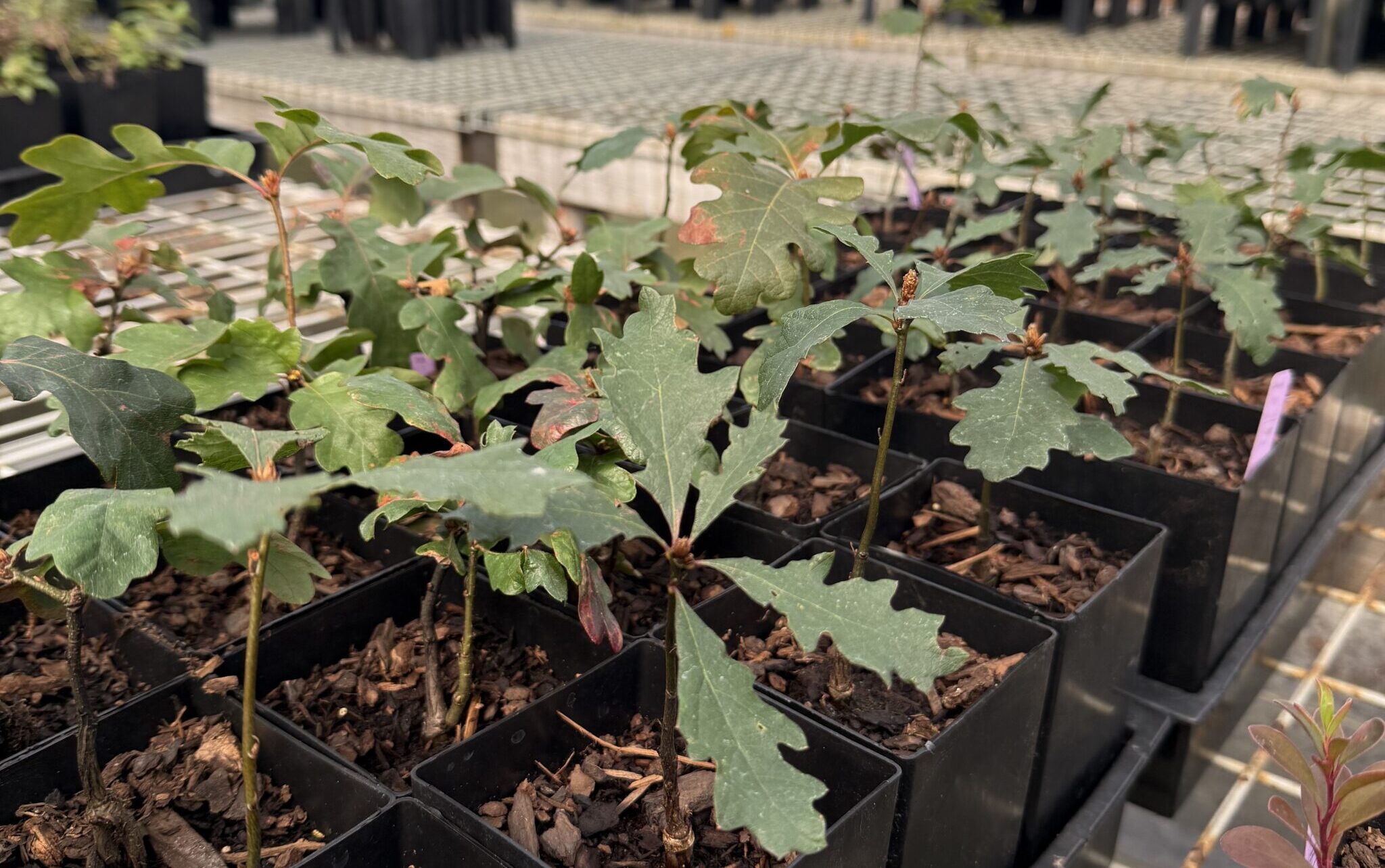 Winter & Spring 2026 Washington and Oregon Native Plant Sales ...
